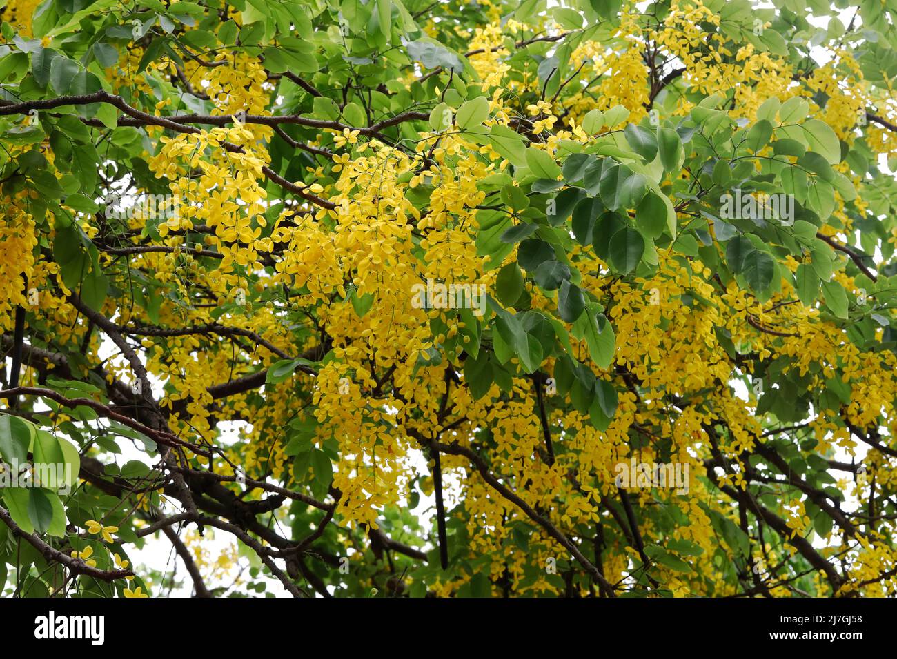 Sonalu flower hi-res stock photography and images - Alamy