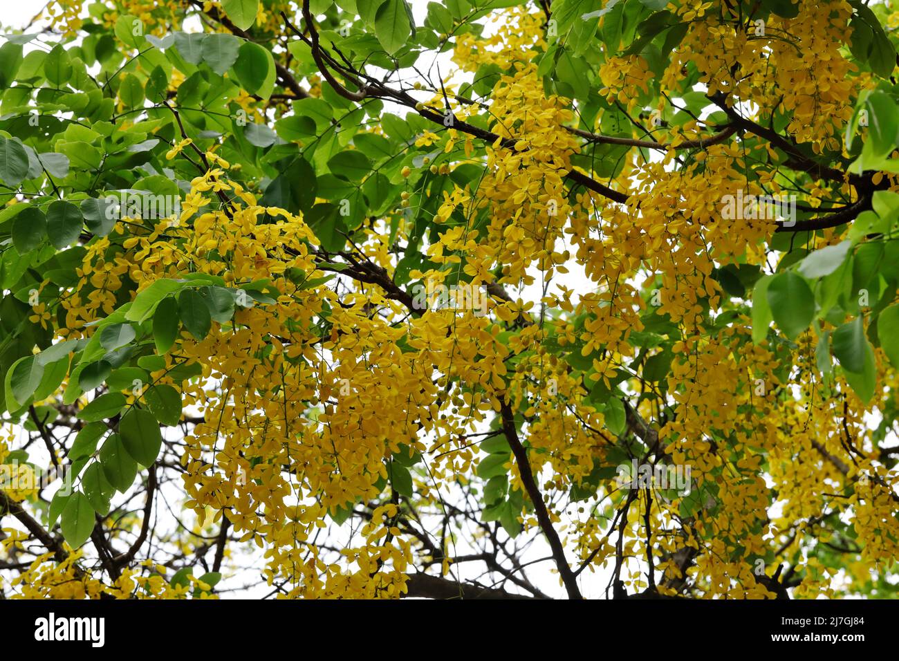 Dhaka, Bangladesh - May 09, 2022: A Sonalu flower or golden shower ...