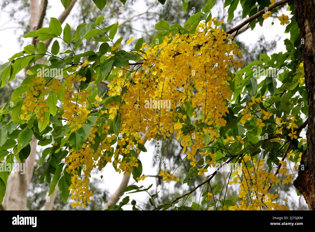 Dhaka, Bangladesh - May 09, 2022: A Sonalu flower or golden shower ...