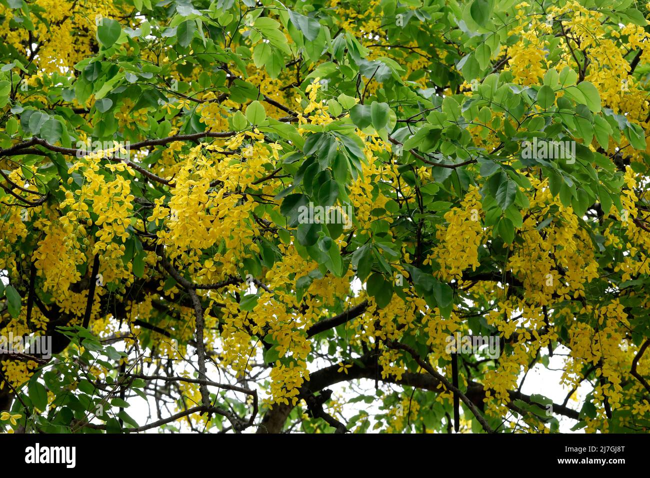 Dhaka, Bangladesh - May 09, 2022: A Sonalu flower or golden shower ...