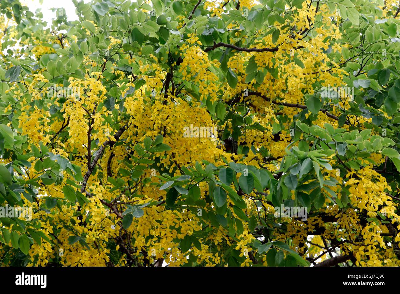 Dhaka, Bangladesh - May 09, 2022: A Sonalu flower or golden shower ...