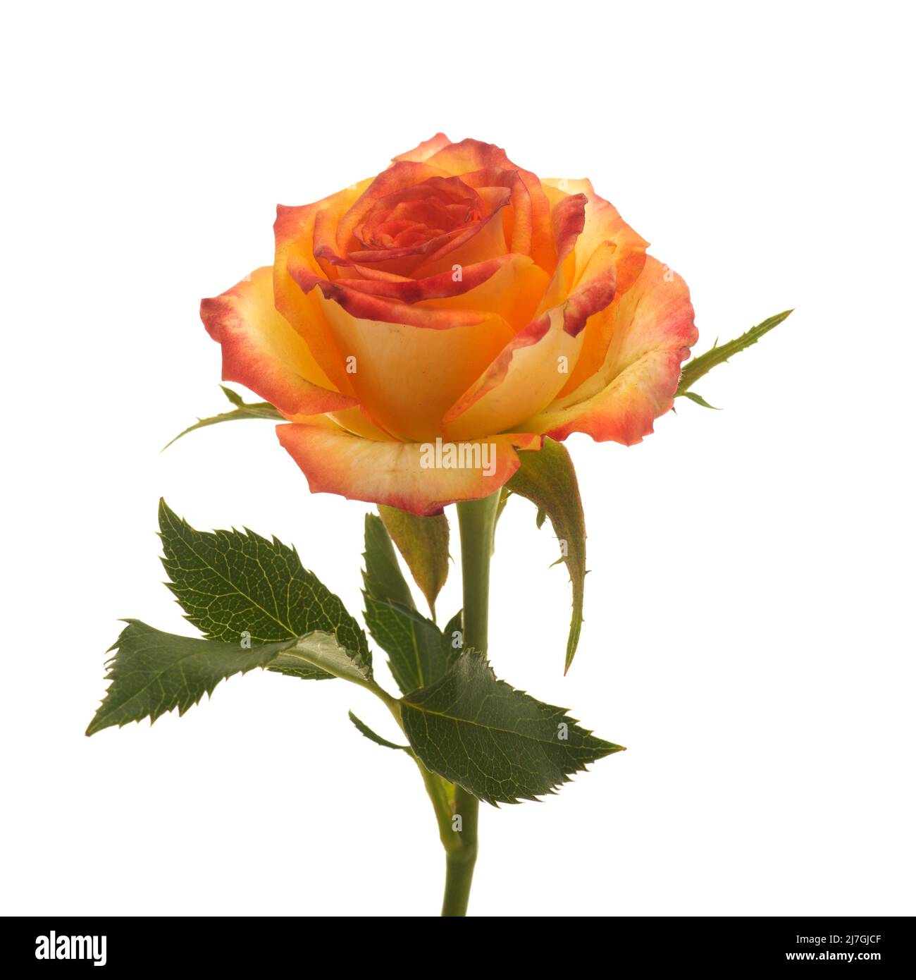 Beautiful orange rose isolated on white background Stock Photo - Alamy