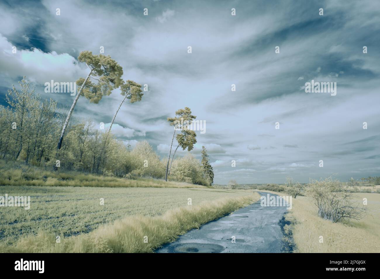 Infrared landscape with glowing white vegetation using 720nm filter ...