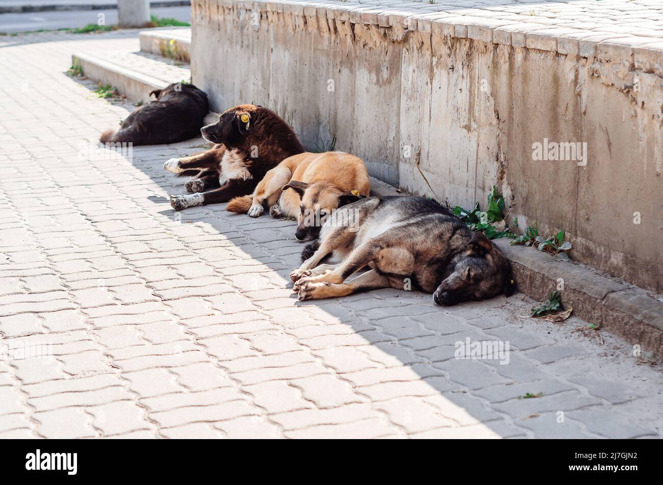 Dog sleeping on sidewalk in hi-res stock photography and images - Alamy