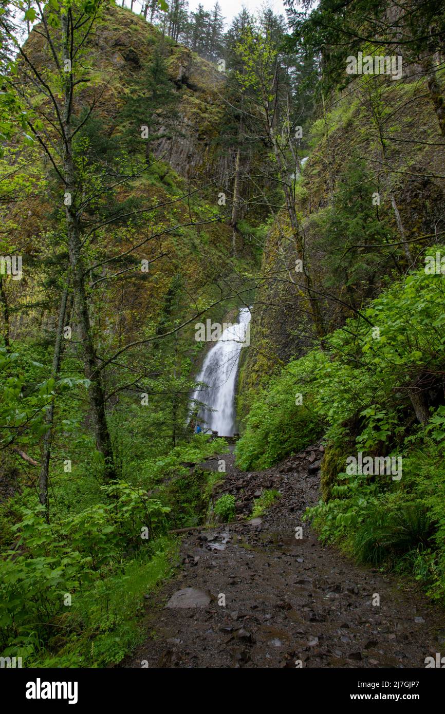 Wahkeena Falls is a tiered waterfall in the Columbia River Gorge in the ...