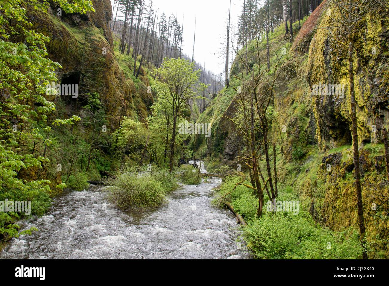 Oneonta Gorge in Oregon is overflowing with water this time of year ...