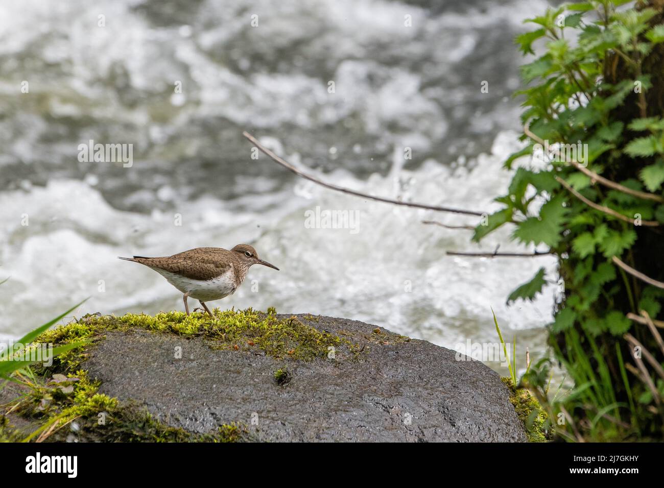 Common sandpiper (Actitis hypoleucos) in summer plumage, River Don ...