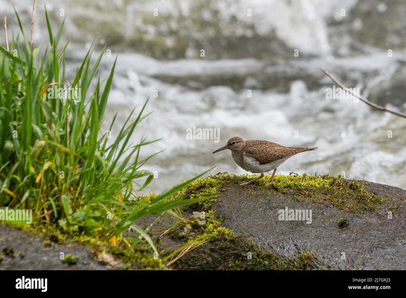 Common sandpiper (Actitis hypoleucos) in summer plumage, River Don ...