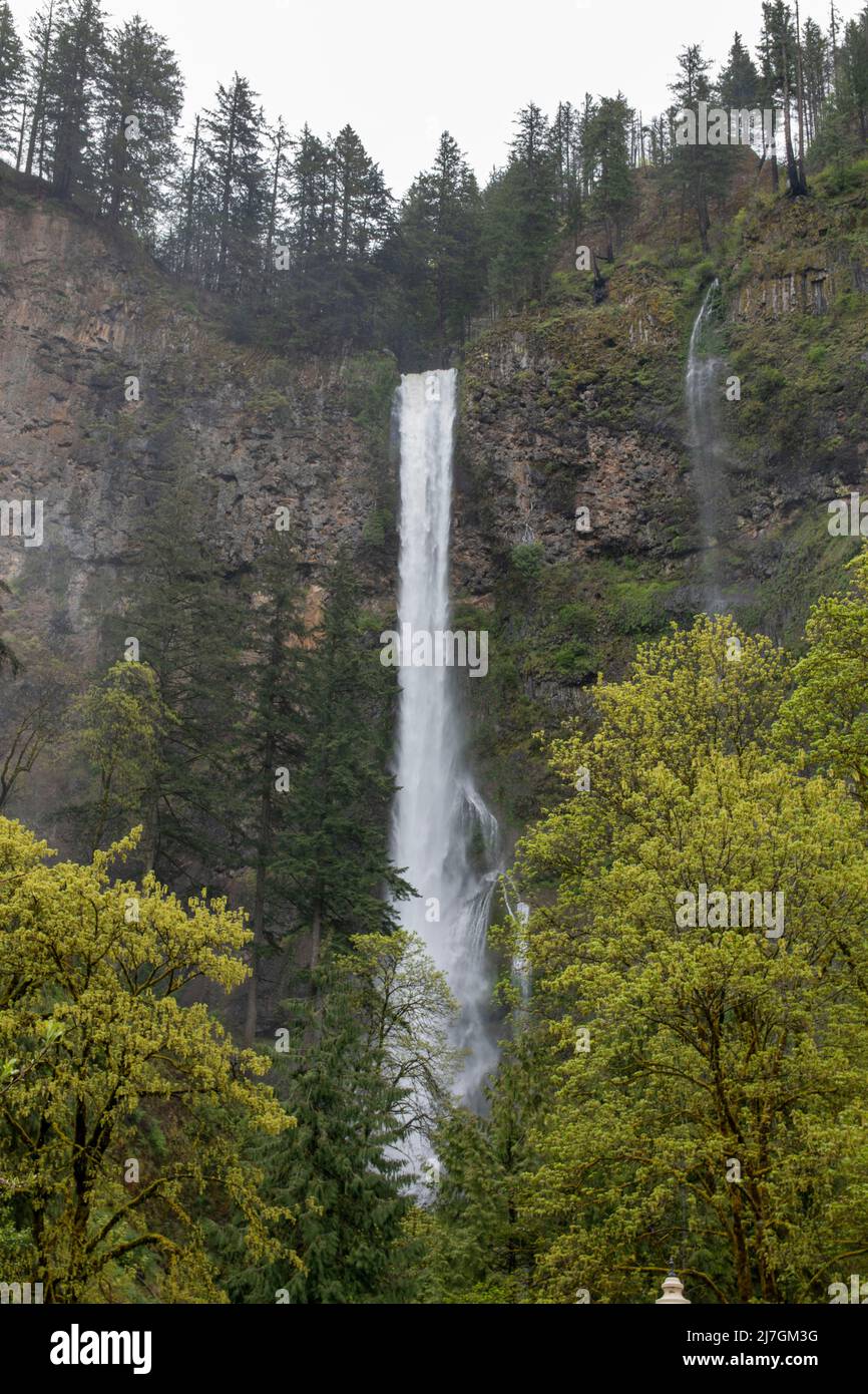 Multnomah Falls is a famous waterfall in the Columbia River Gorge of ...