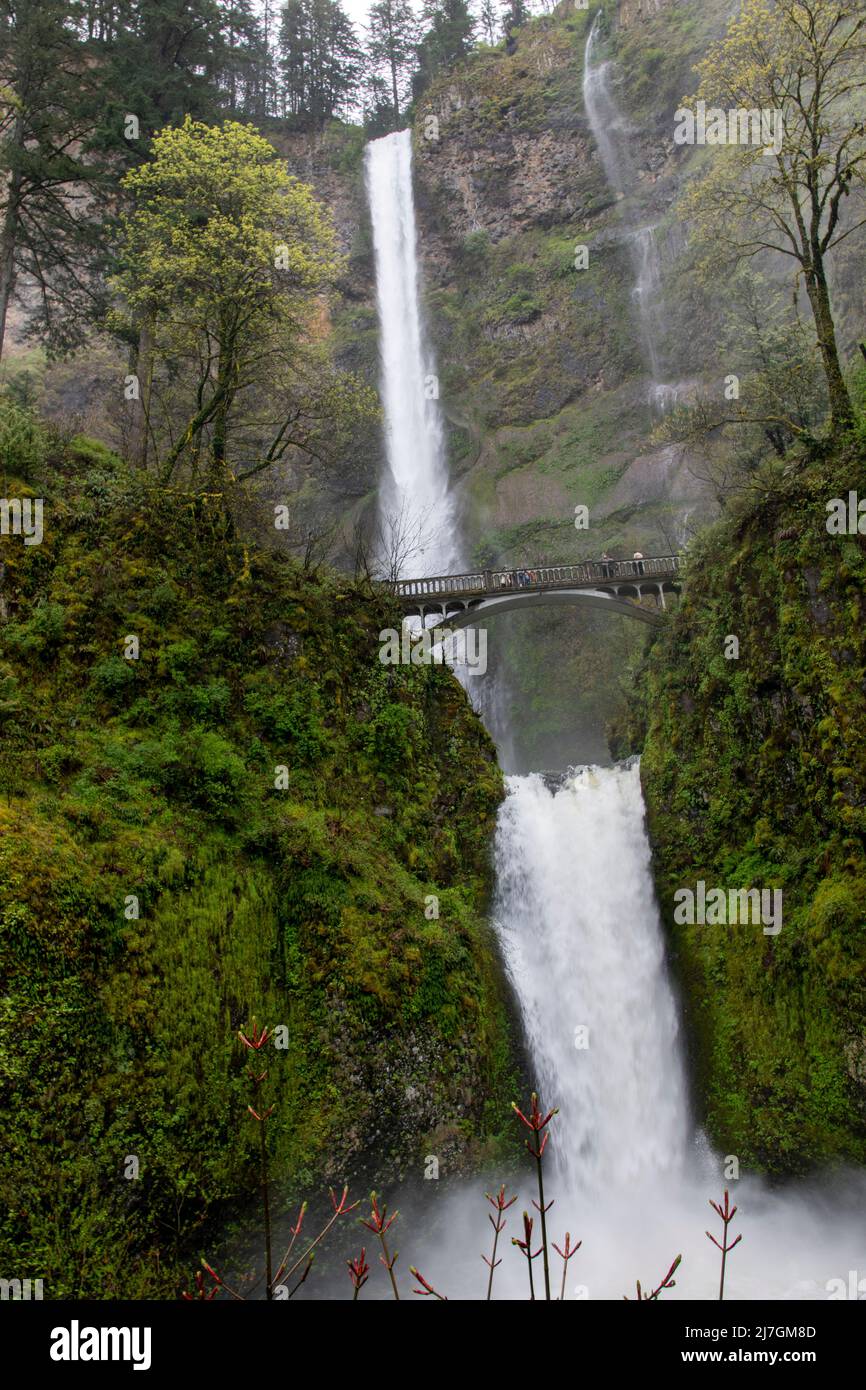 Multnomah Falls is a famous waterfall in the Columbia River Gorge of ...