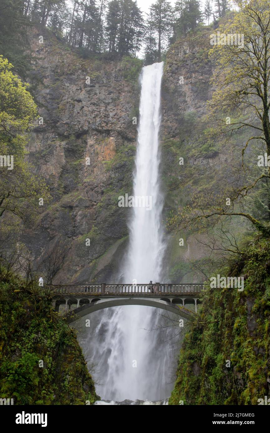 Multnomah Falls is a famous waterfall in the Columbia River Gorge of ...