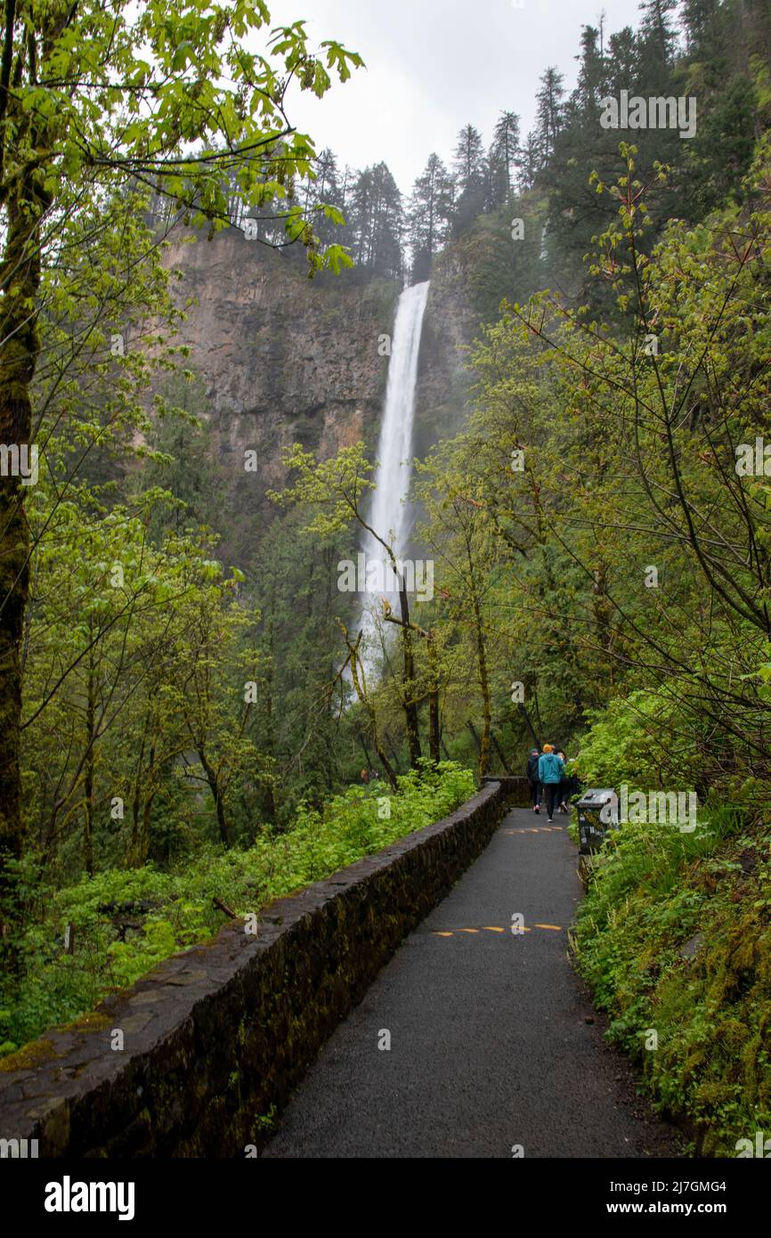 Multnomah Falls is a famous waterfall in the Columbia River Gorge of ...