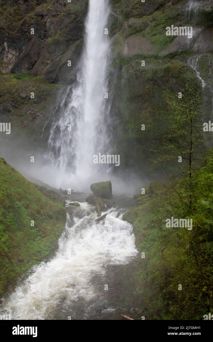 Multnomah Falls is a famous waterfall in the Columbia River Gorge of ...