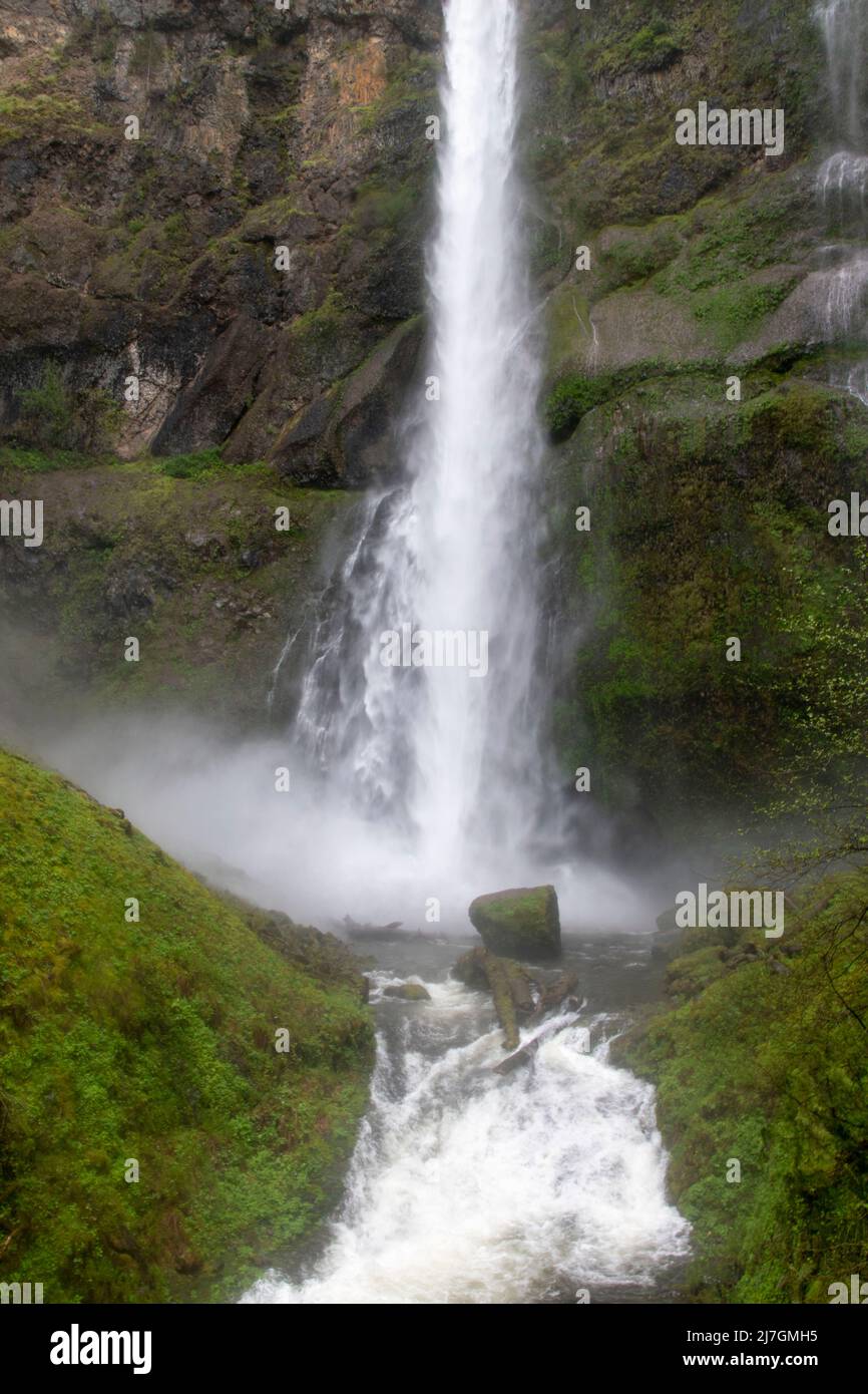 Multnomah Falls is a famous waterfall in the Columbia River Gorge of ...