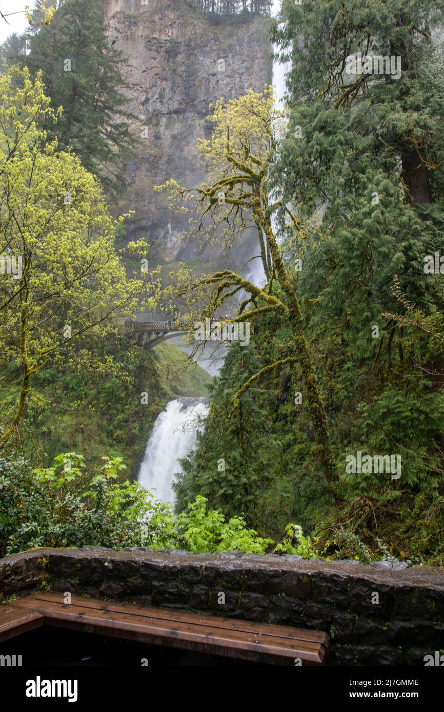 Multnomah Falls is a famous waterfall in the Columbia River Gorge of ...
