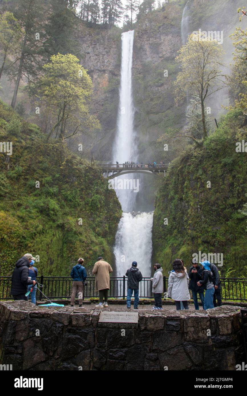 Multnomah Falls is a famous waterfall in the Columbia River Gorge of ...