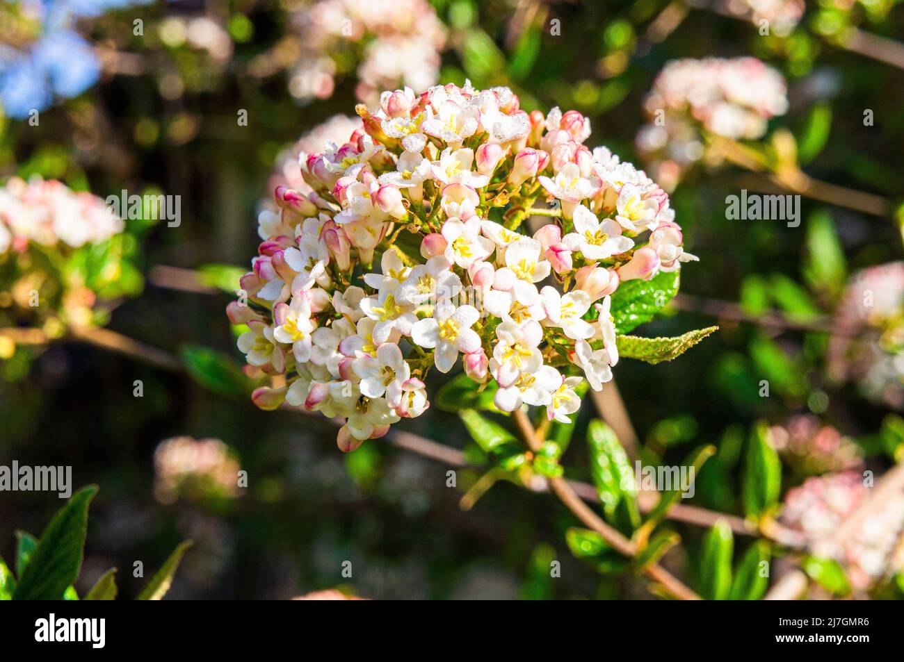 Hybrid Viburnum × burkwoodii flowering in Pruhonice, Czech Republic on ...