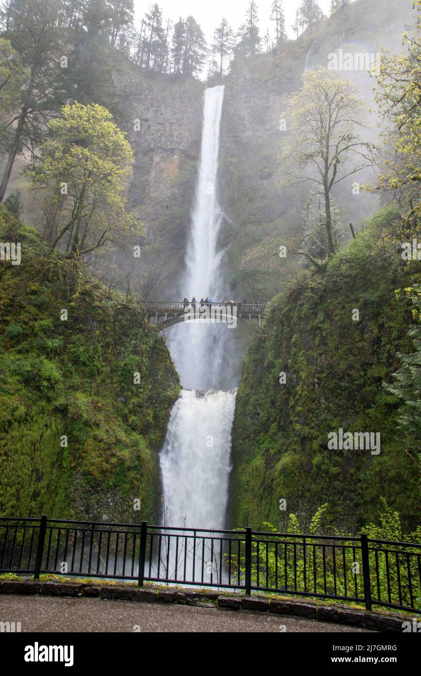 Multnomah Falls is a famous waterfall in the Columbia River Gorge of ...