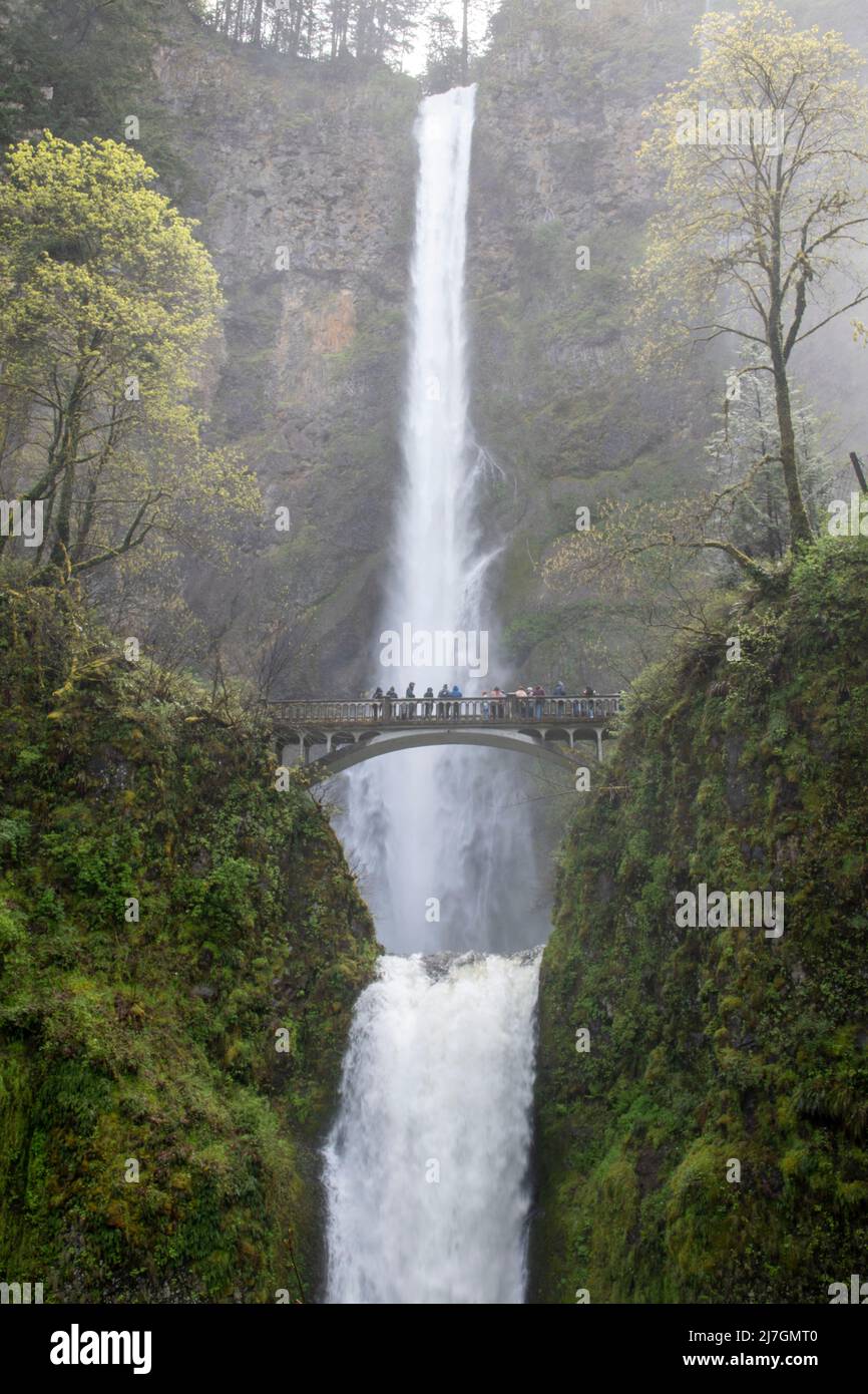 Multnomah Falls is a famous waterfall in the Columbia River Gorge of ...