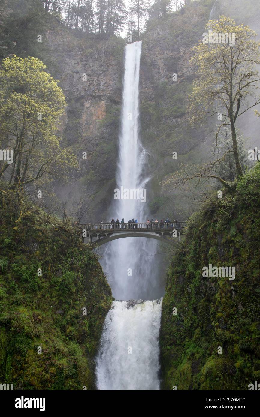 Multnomah Falls is a famous waterfall in the Columbia River Gorge of ...