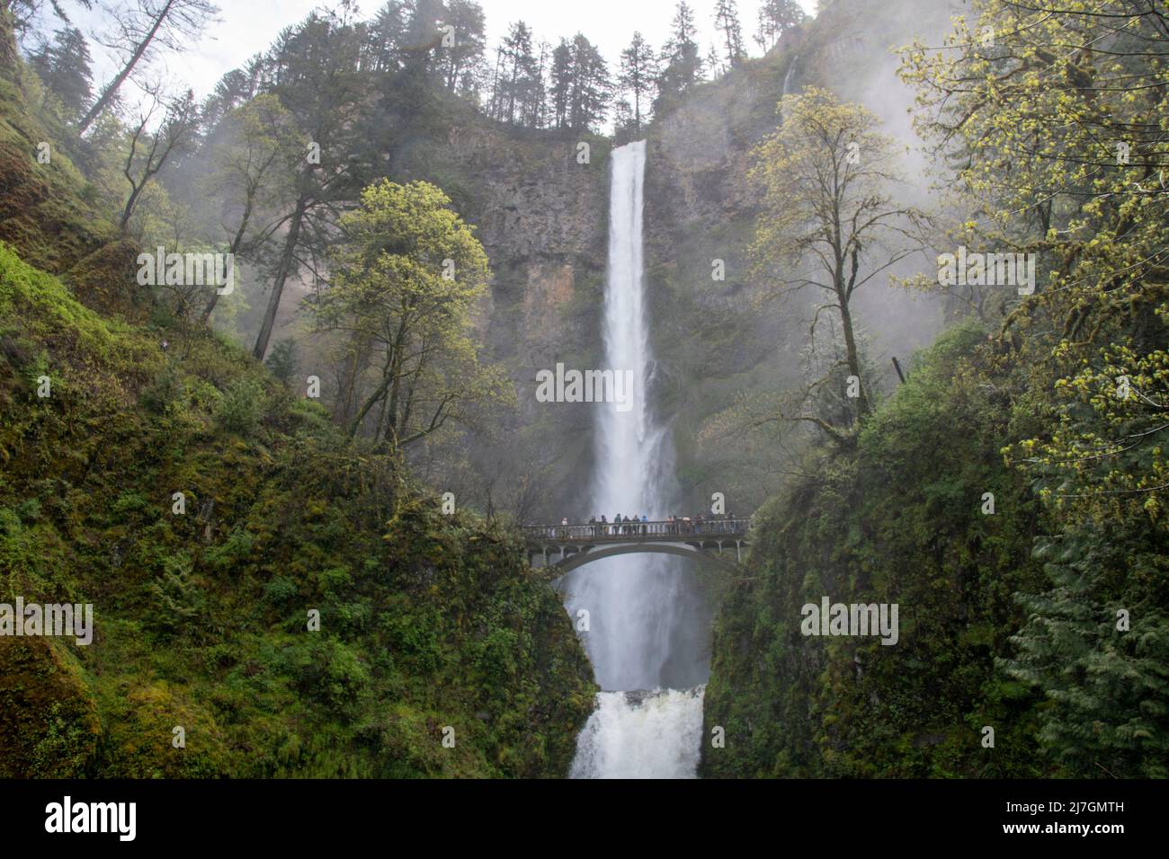 Multnomah Falls is a famous waterfall in the Columbia River Gorge of ...