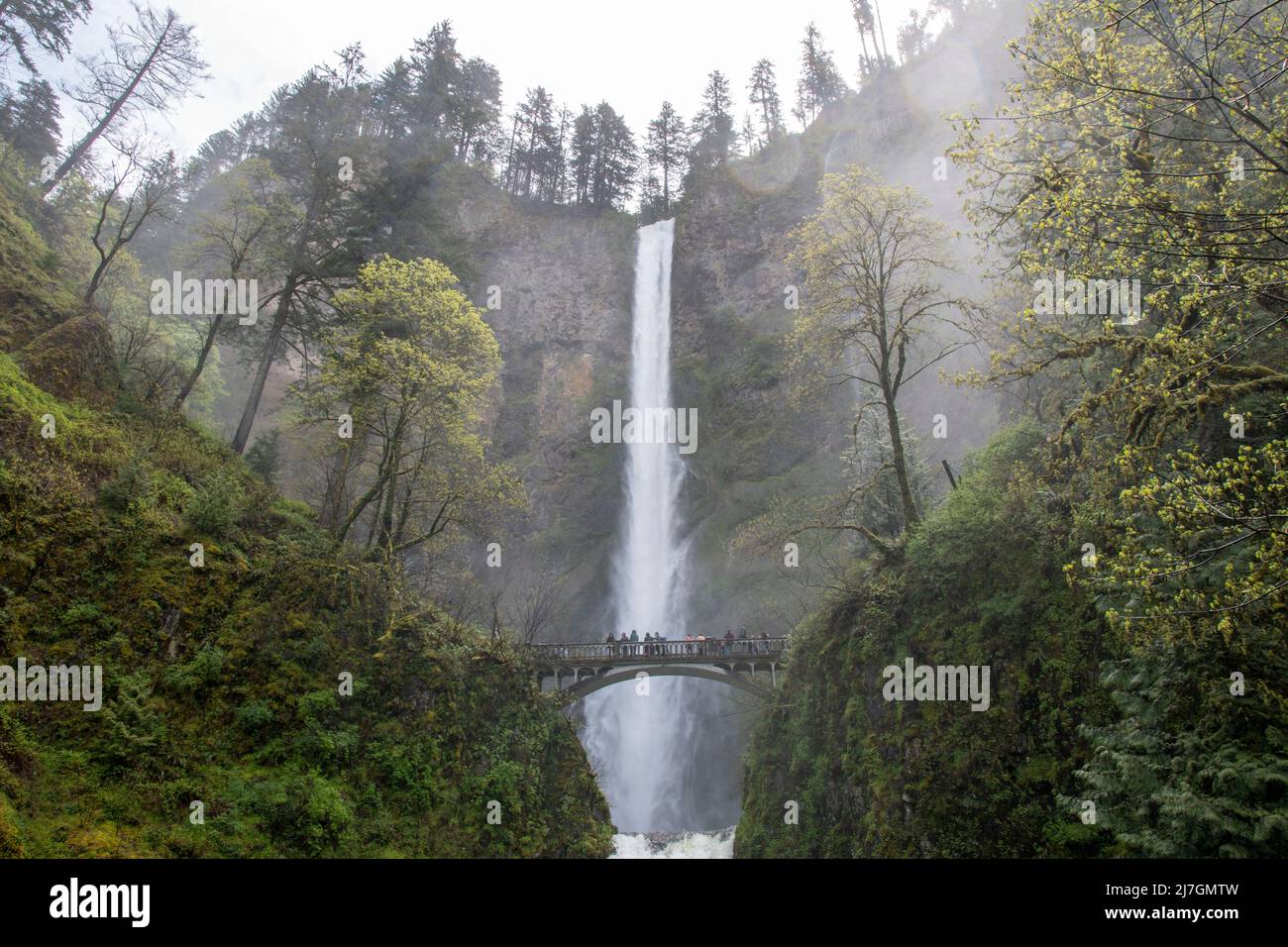 Multnomah Falls is a famous waterfall in the Columbia River Gorge of ...