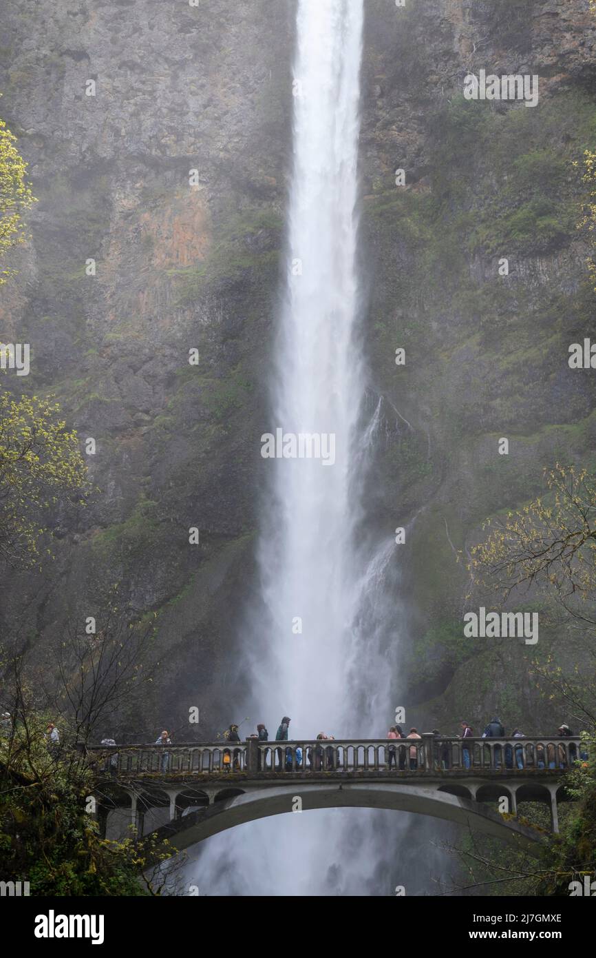 Multnomah Falls is a famous waterfall in the Columbia River Gorge of ...