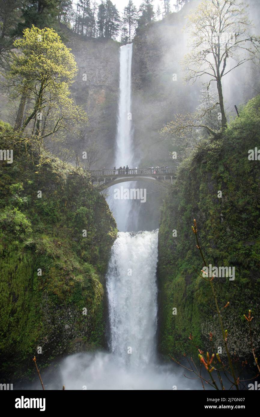 Multnomah Falls is a famous waterfall in the Columbia River Gorge of ...