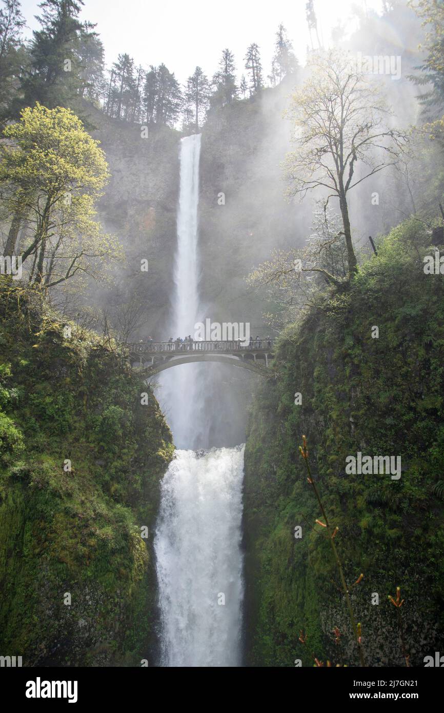 Multnomah Falls is a famous waterfall in the Columbia River Gorge of ...