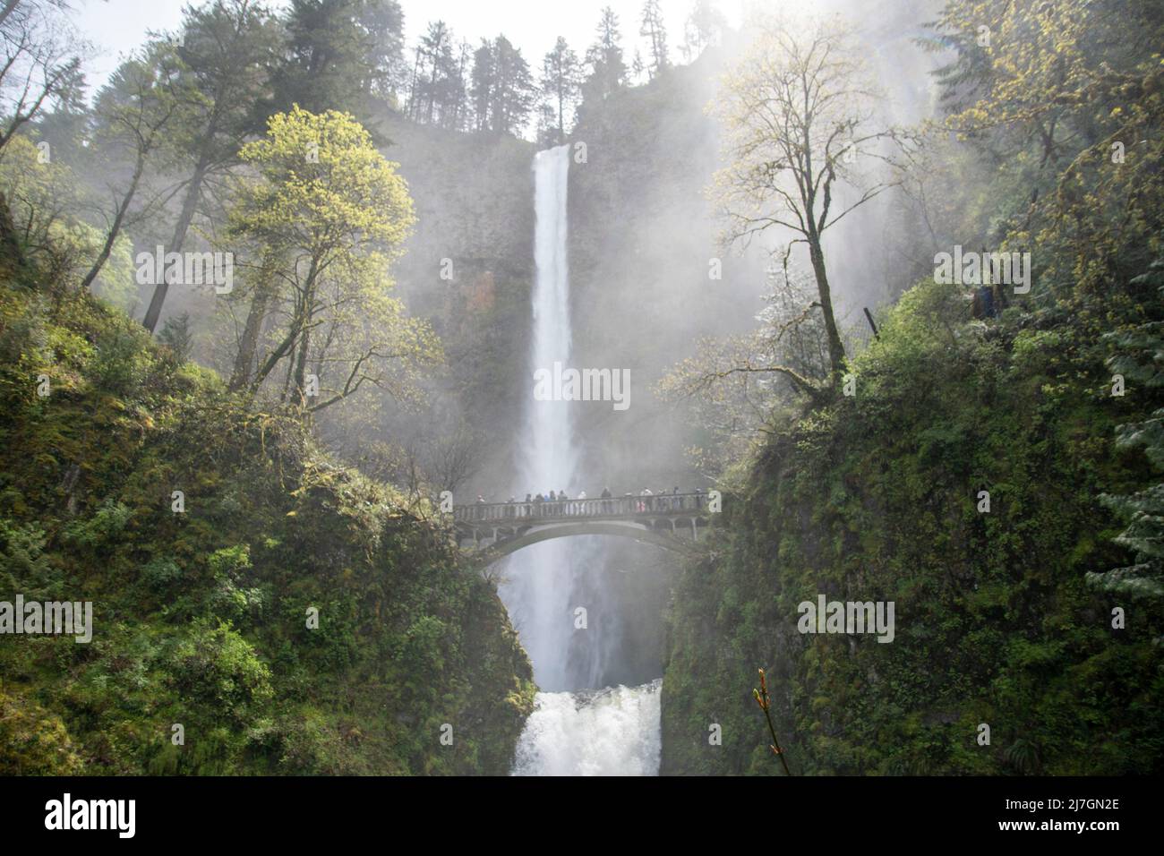 Multnomah Falls is a famous waterfall in the Columbia River Gorge of ...