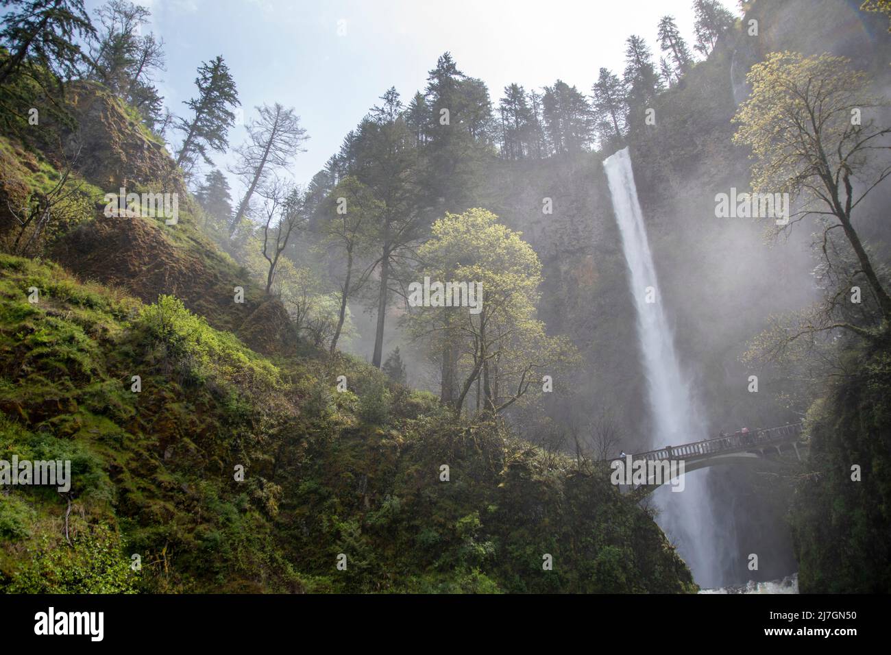 Multnomah Falls is a famous waterfall in the Columbia River Gorge of ...