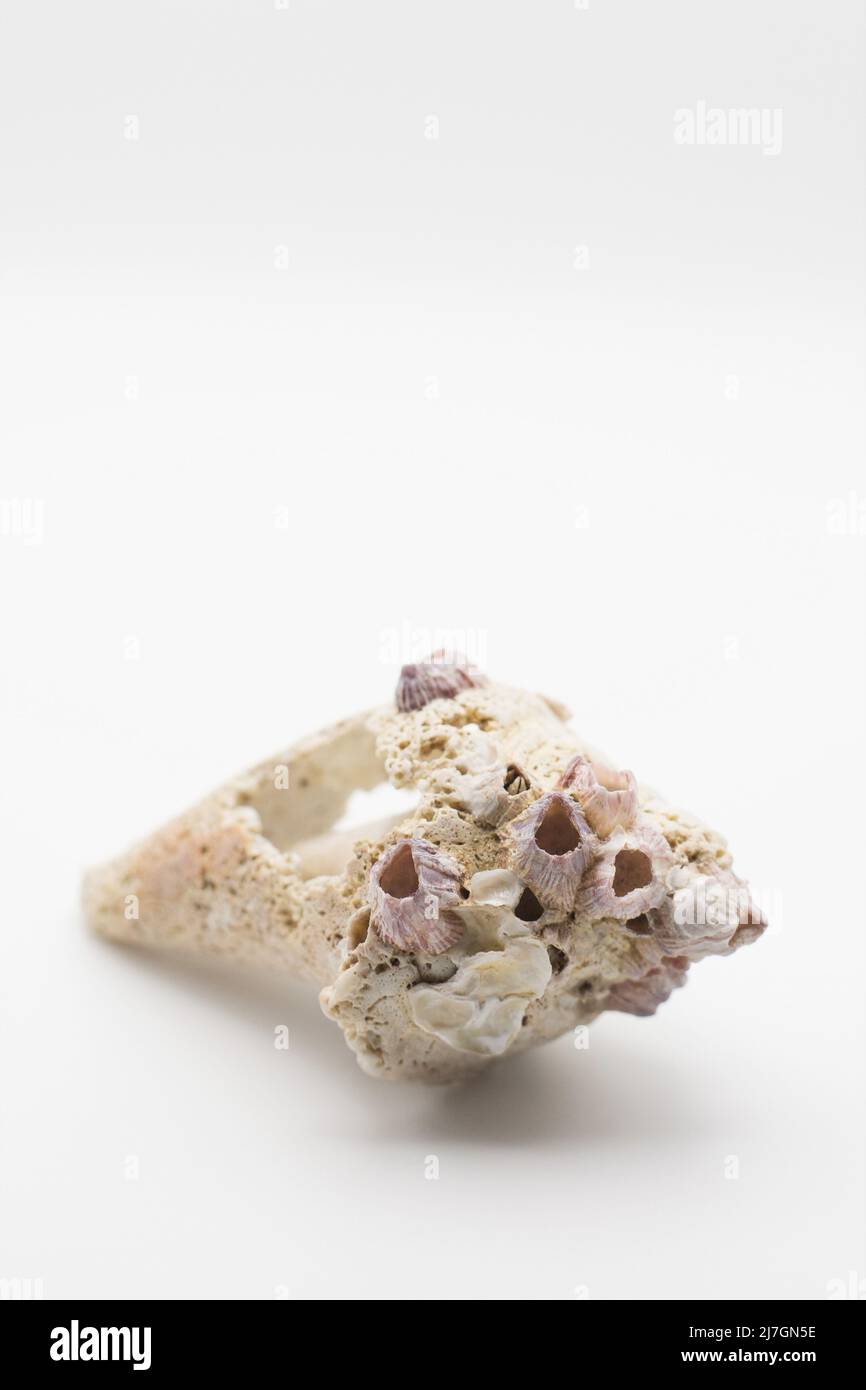A seashell with barnacles against a white background Stock Photo - Alamy