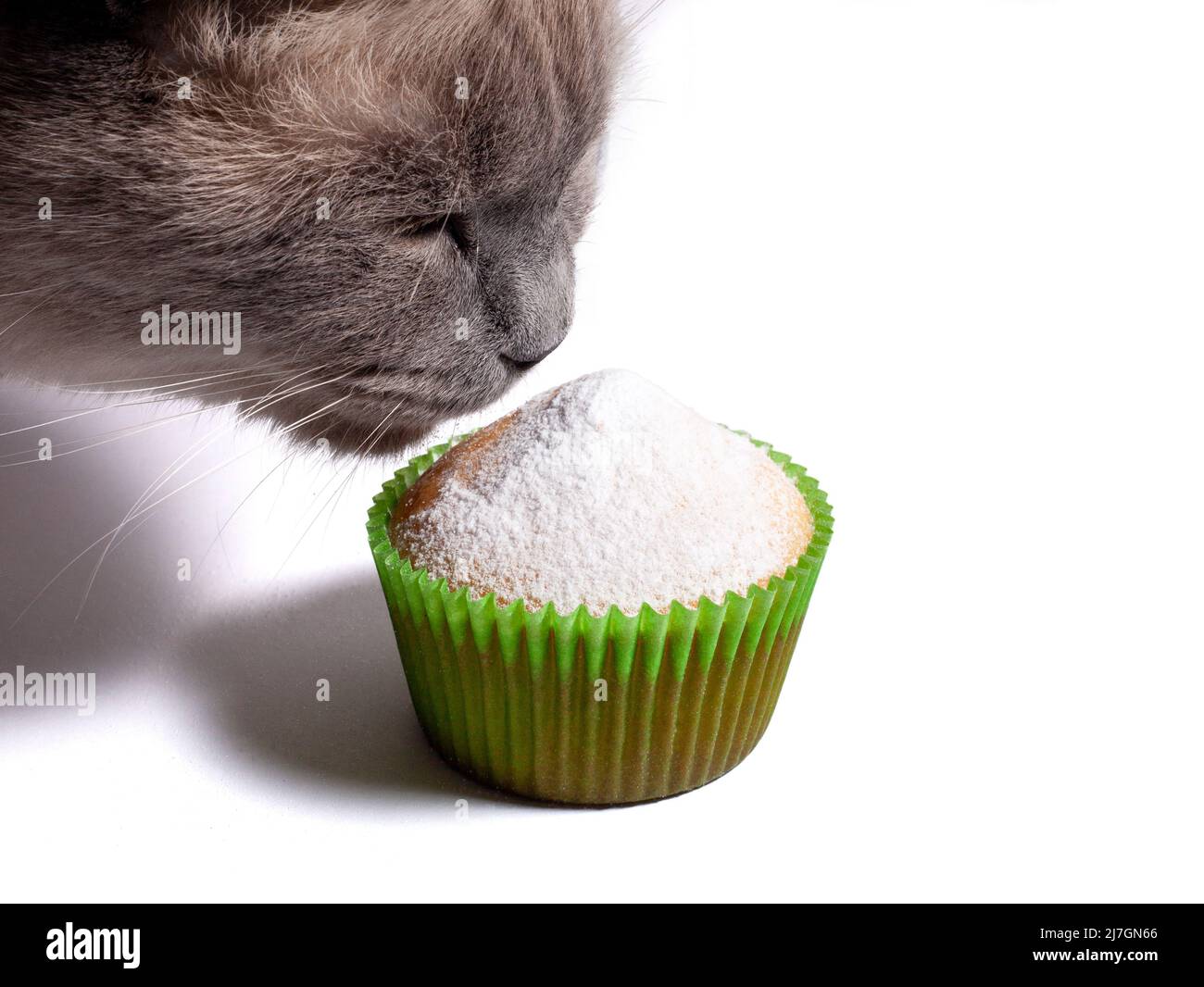 Cat sniffs a cupcake sprinkled with powdered sugar. Homemade cupcake in ...