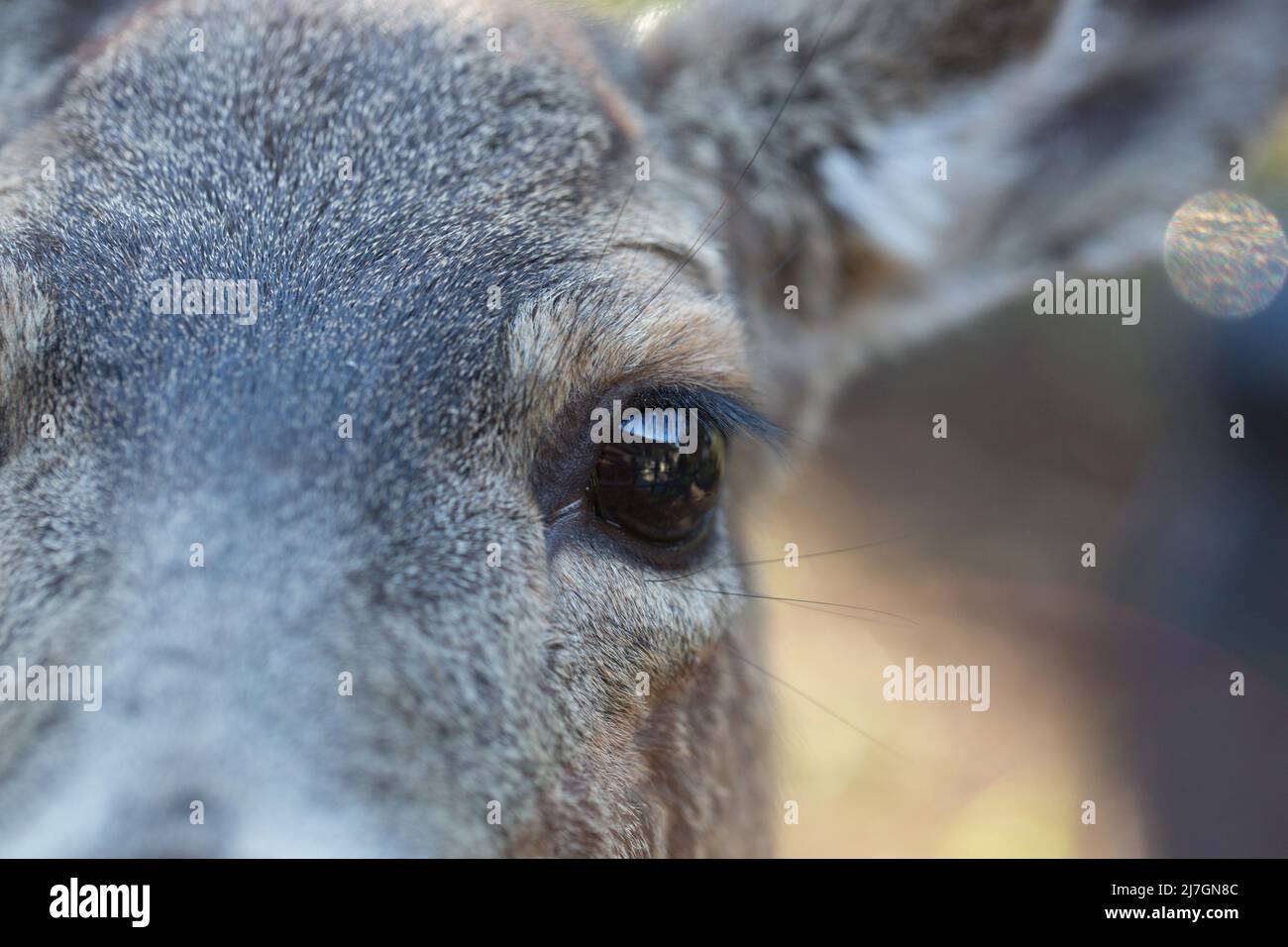 Extreme close up of the eye and part of the face of a deer Stock Photo ...
