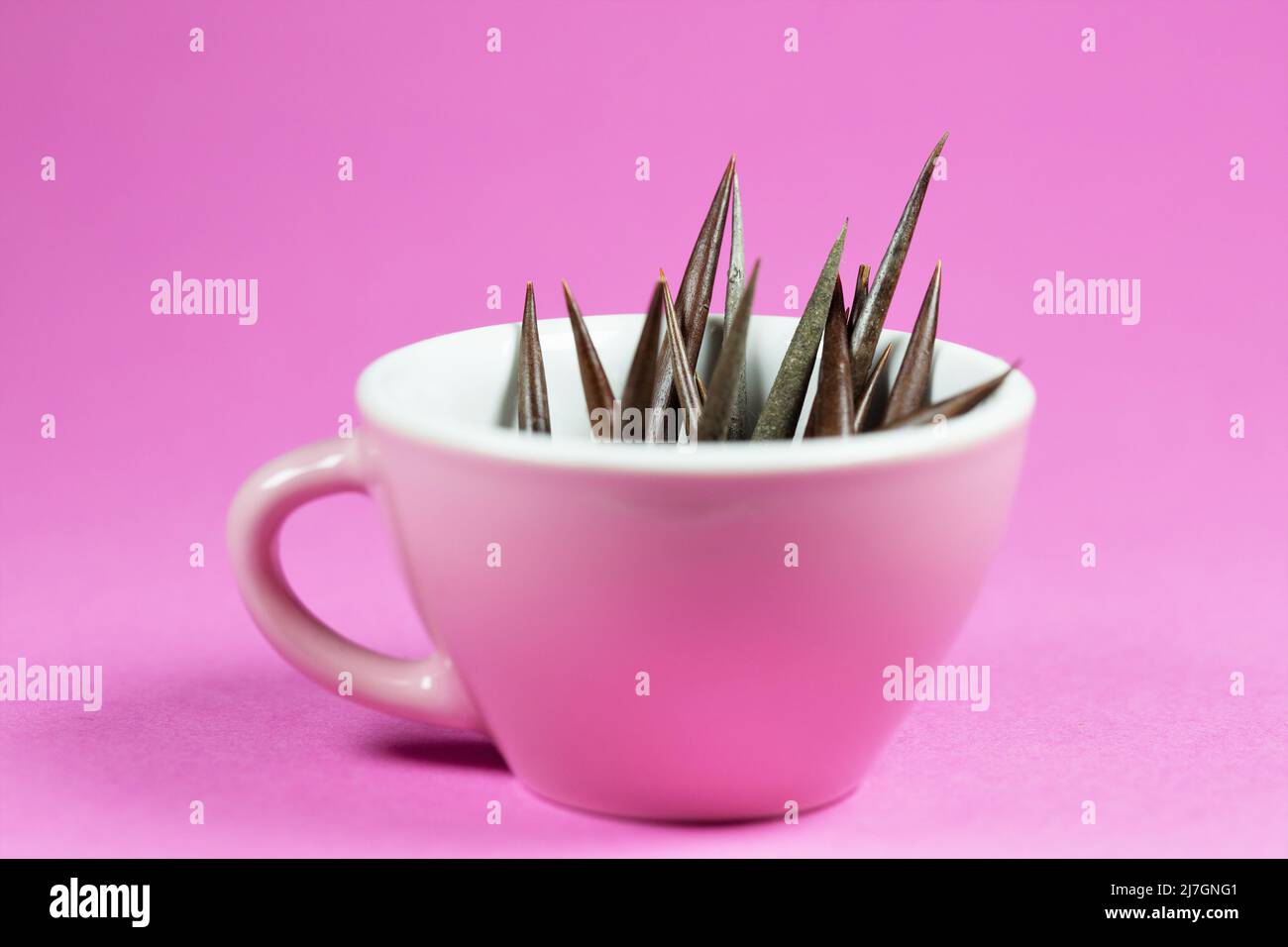 Honey locust thorns in a pink tea cup Stock Photo - Alamy