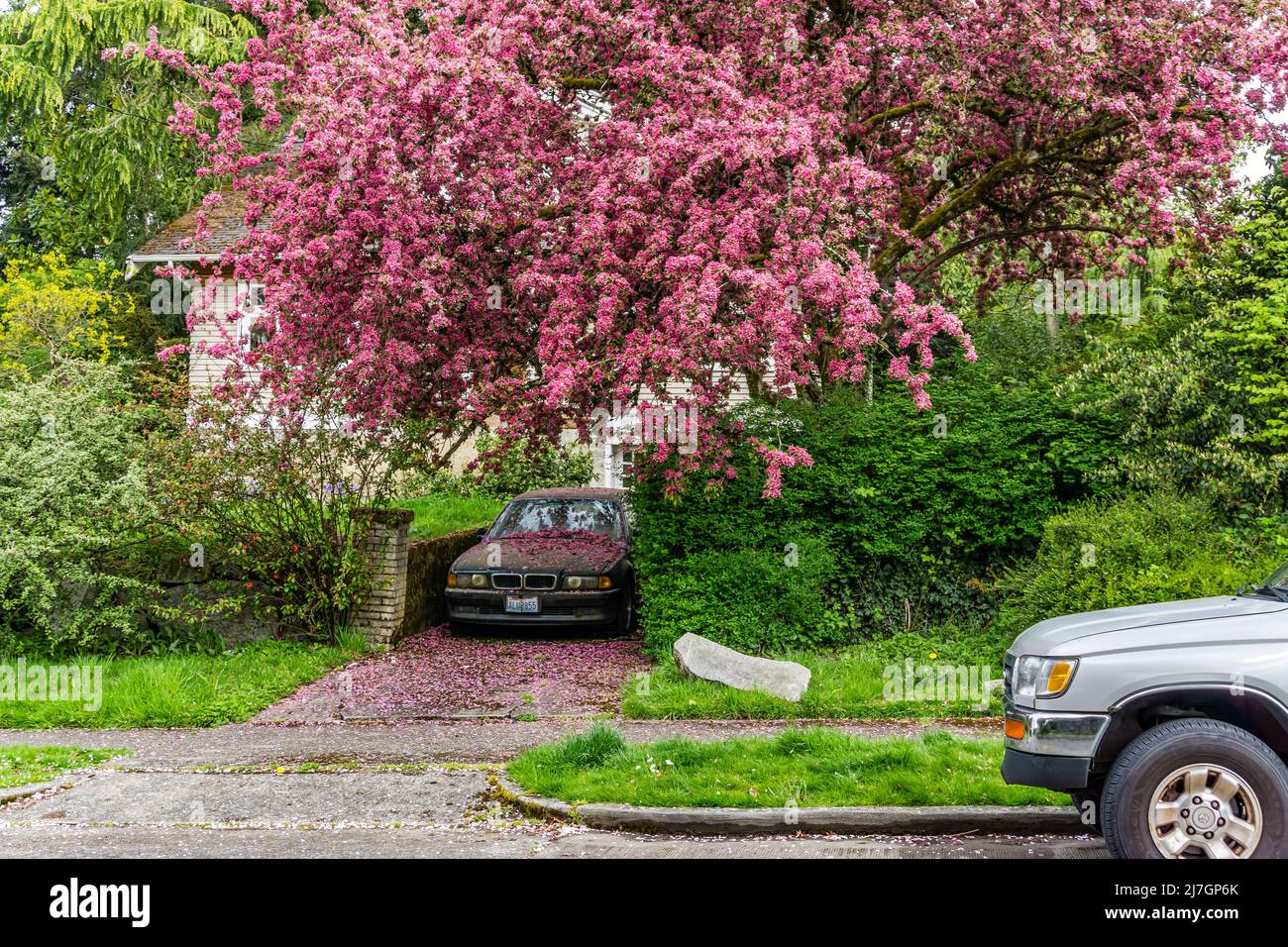 A big tree with pink blossome in Seattle, Washington Stock Photo - Alamy