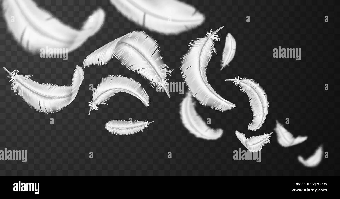 Flying feathers. Realistic white feathering flight trail. Bird plumage ...