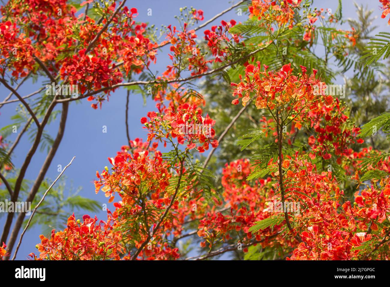 Close up Red Flamboyant flower,The Flame Tree , Royal Poinciana Stock ...