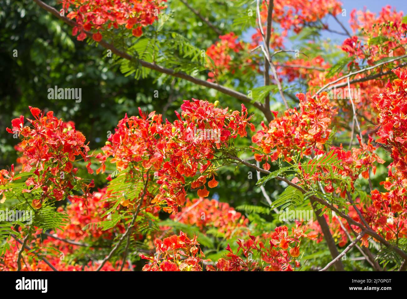 Close up Red Flamboyant flower,The Flame Tree , Royal Poinciana Stock ...