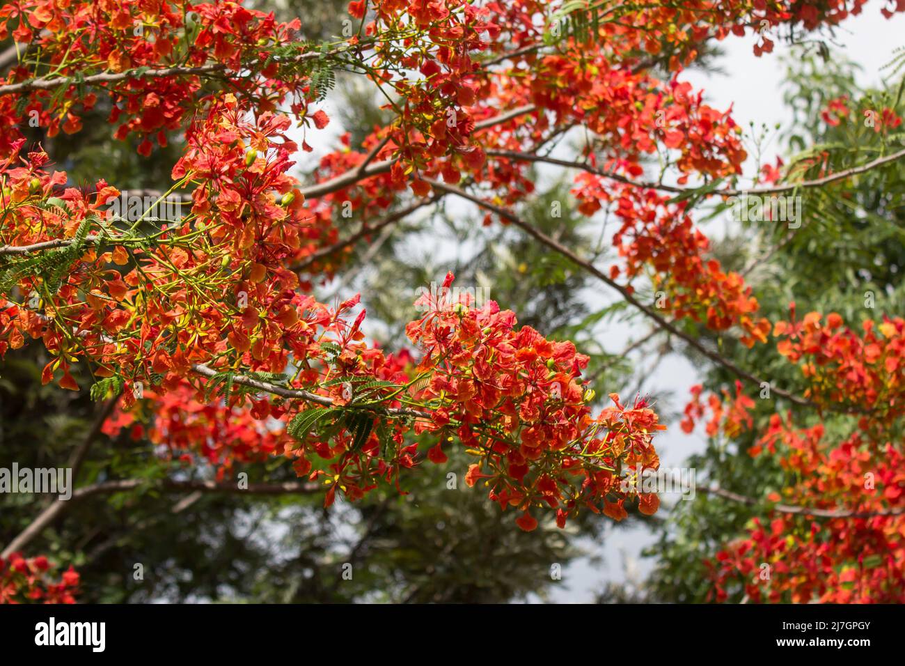 Close up Red Flamboyant flower,The Flame Tree , Royal Poinciana Stock ...