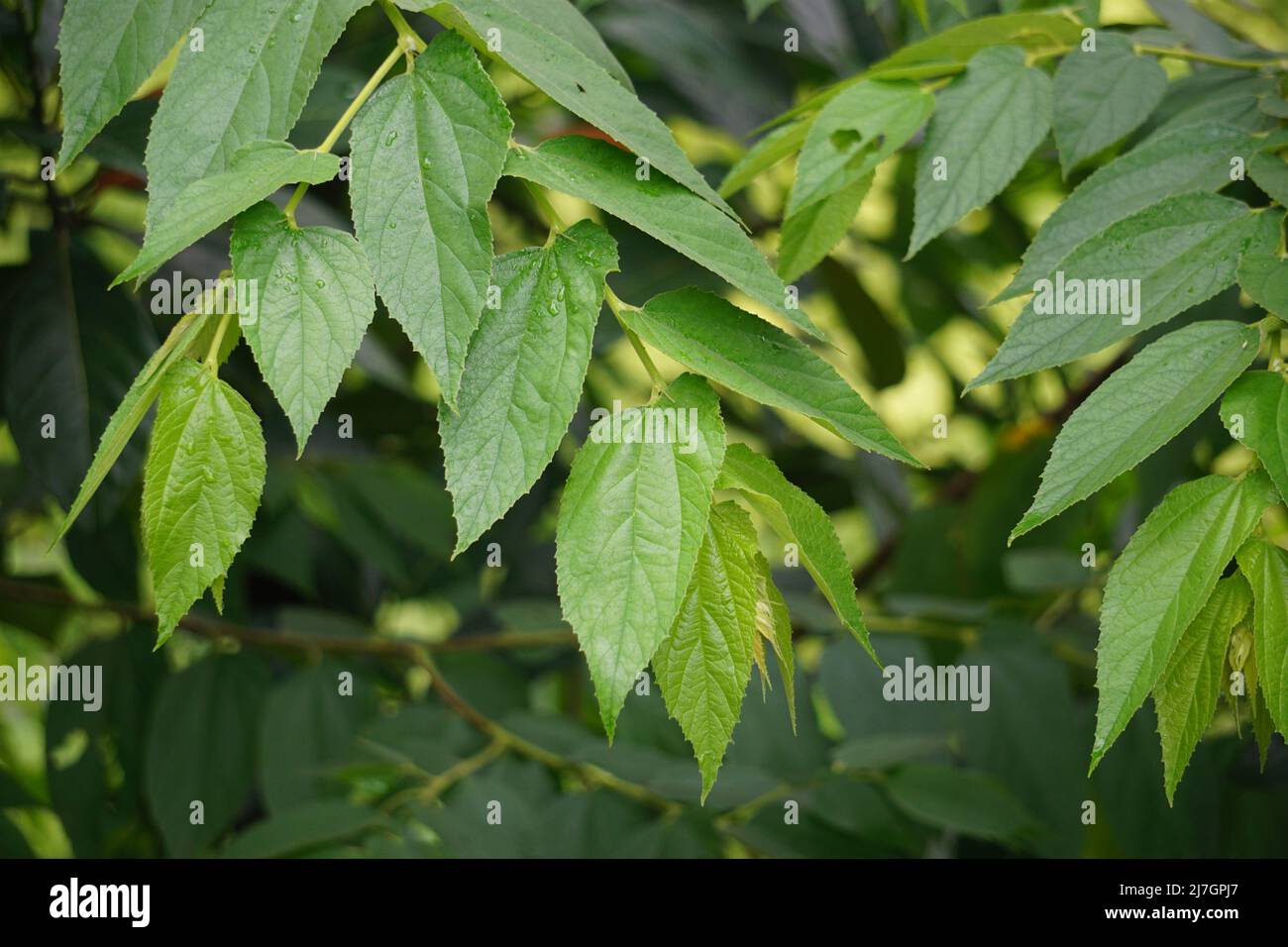 Trema orientale (also called Trema orientalis, Cannabaceae, charcoal ...