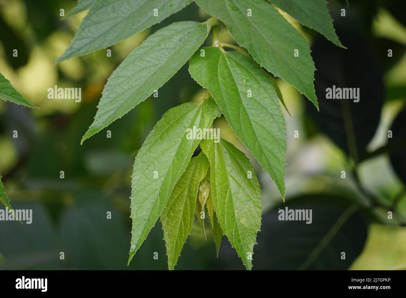 Trema orientale (also called Trema orientalis, Cannabaceae, charcoal ...