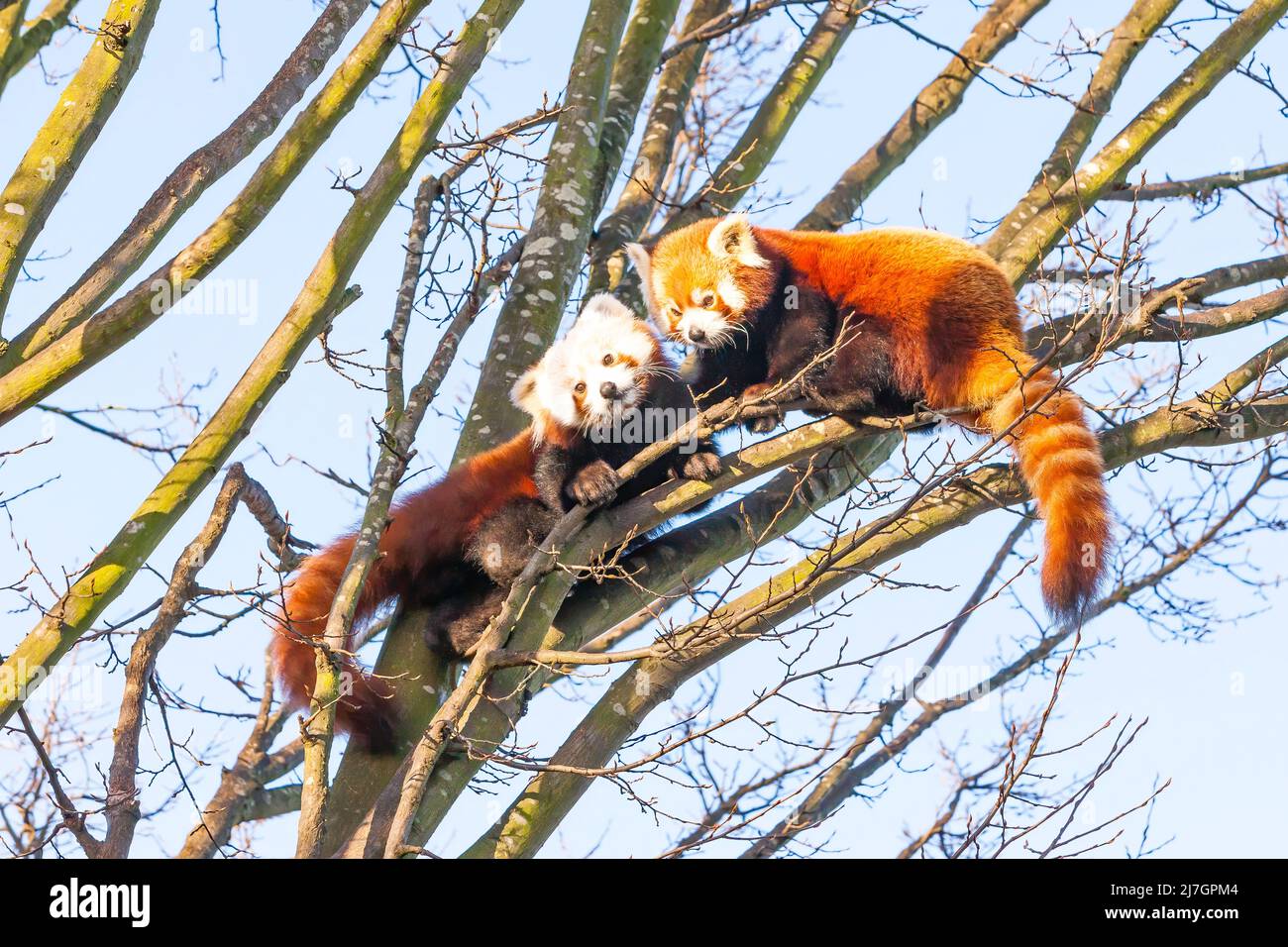 Red Panda (Ailurus fulgens) Two Red Pandas together in a Tree Stock ...