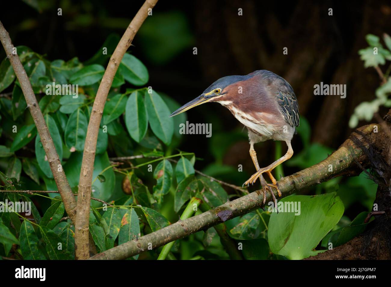 Sierpe wildlife hi-res stock photography and images - Alamy