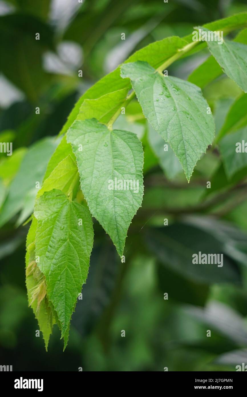 Trema orientale (also called Trema orientalis, Cannabaceae, charcoal ...