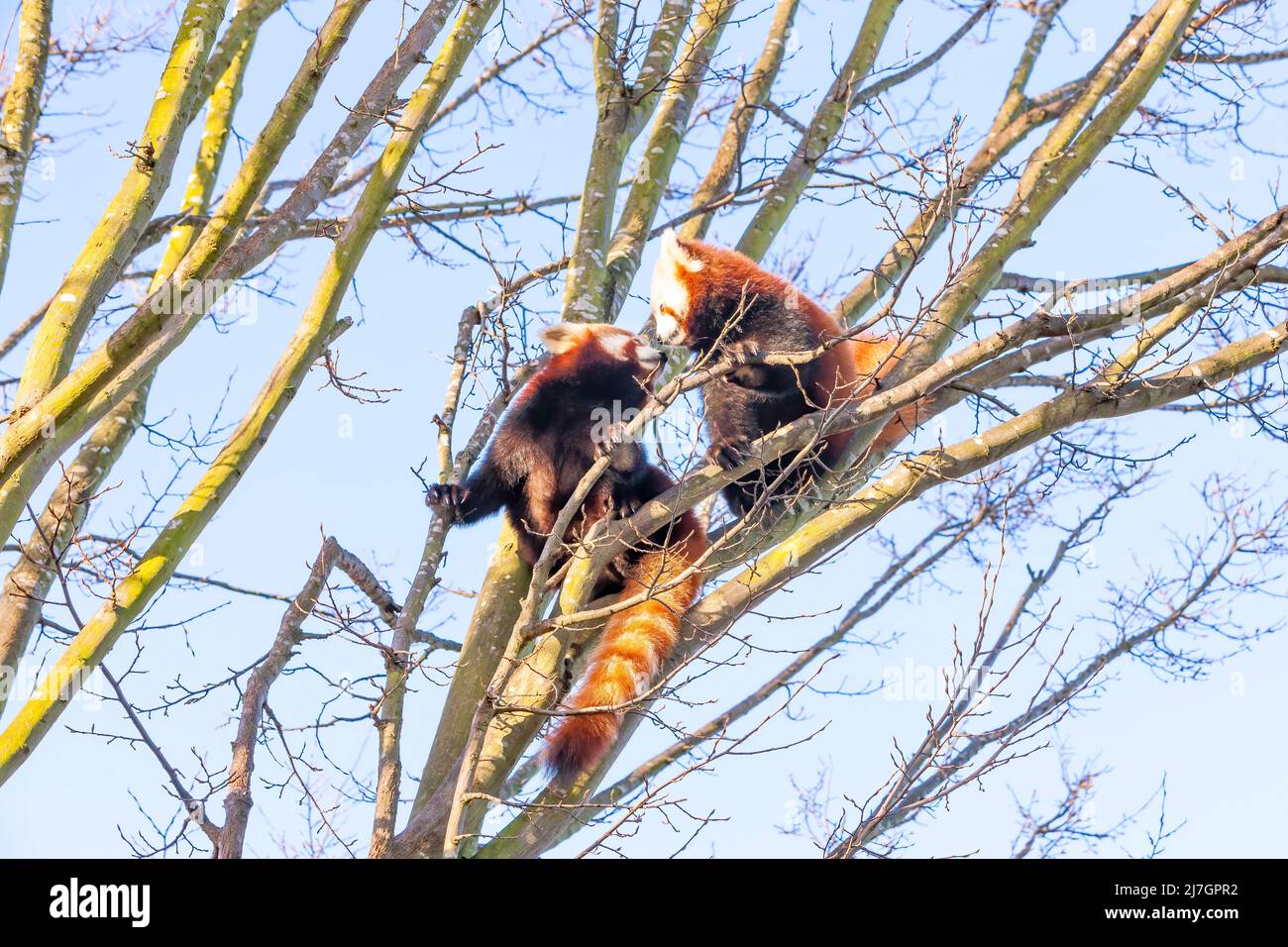 Red Panda (Ailurus fulgens) Two Red Pandas together in a Tree Stock ...