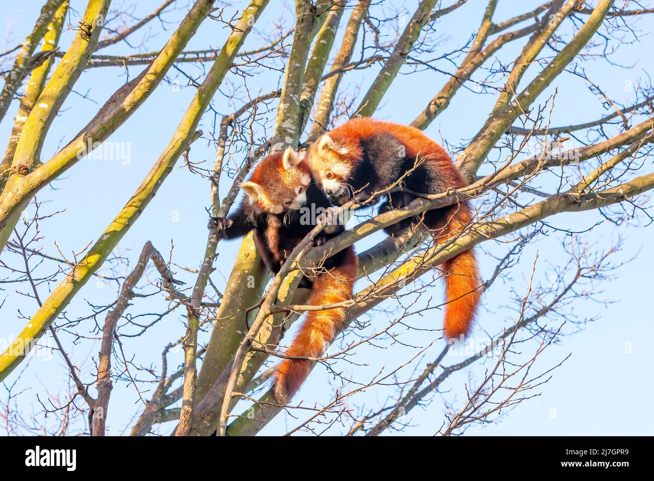Red Panda (Ailurus fulgens) Two Red Pandas together in a Tree Stock ...