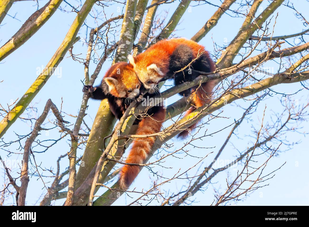 Red Panda (Ailurus fulgens) Two Red Pandas together in a Tree Stock ...