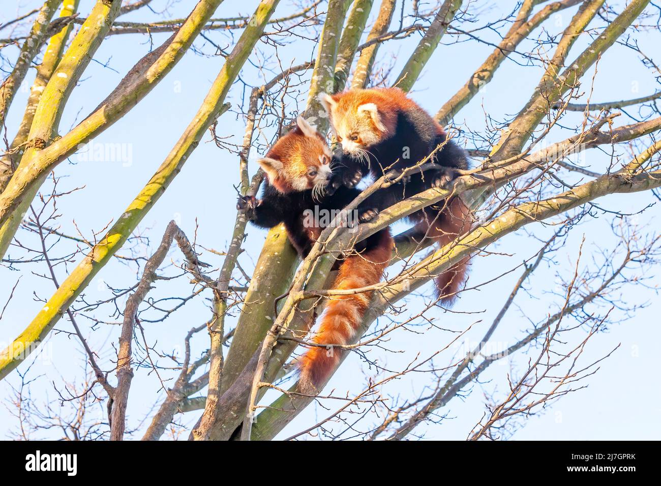 Red Panda (Ailurus fulgens) Two Red Pandas together in a Tree Stock ...