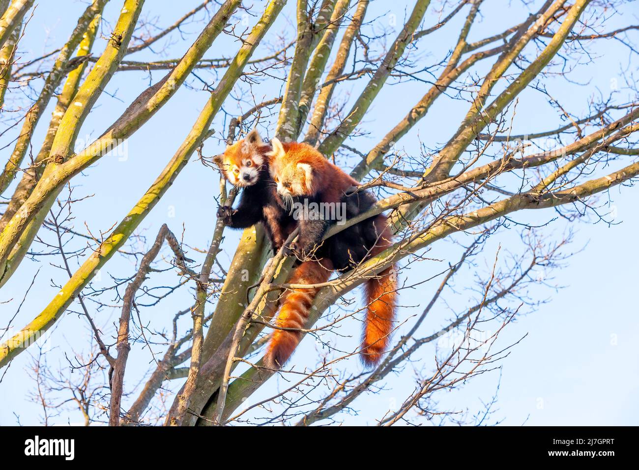 Red Panda (Ailurus fulgens) Two Red Pandas together in a Tree Stock ...